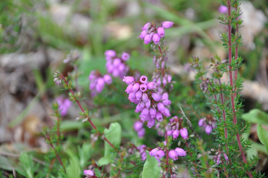 La flore - Arboraison